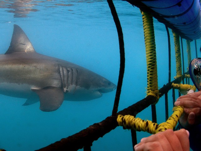 Shark & Paraglide TRF - Shark Diving Company