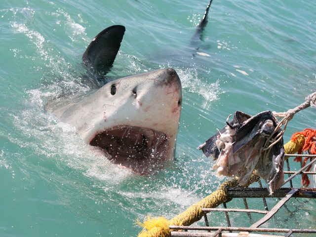 Parasailing View Sharks